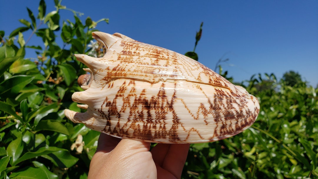 6 Imperial Volute Seashell 1 Shell Cymbiola Imperialis - Etsy