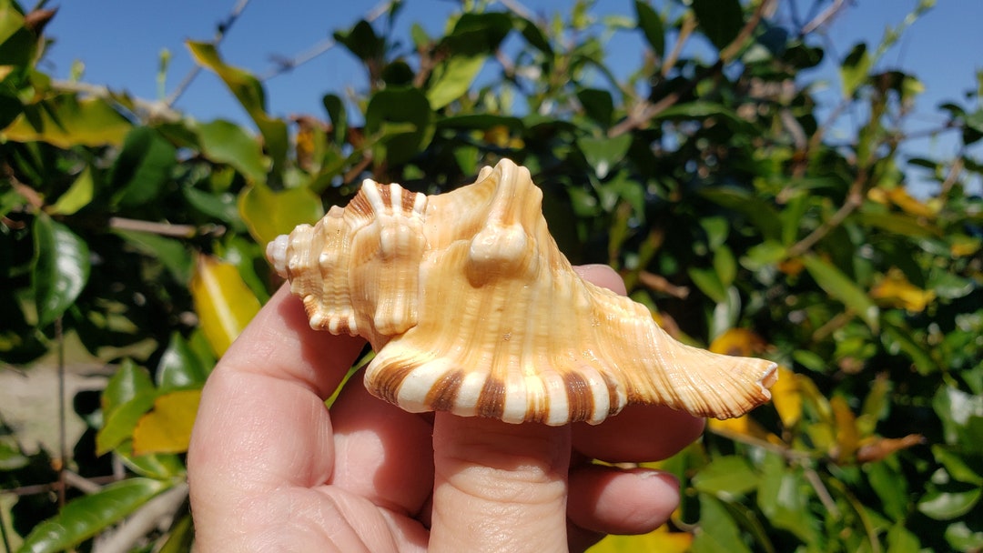 3" Perry's Triton Seashell (1 Shell) - Lotoria Perryi - Cymatium Perryi ...