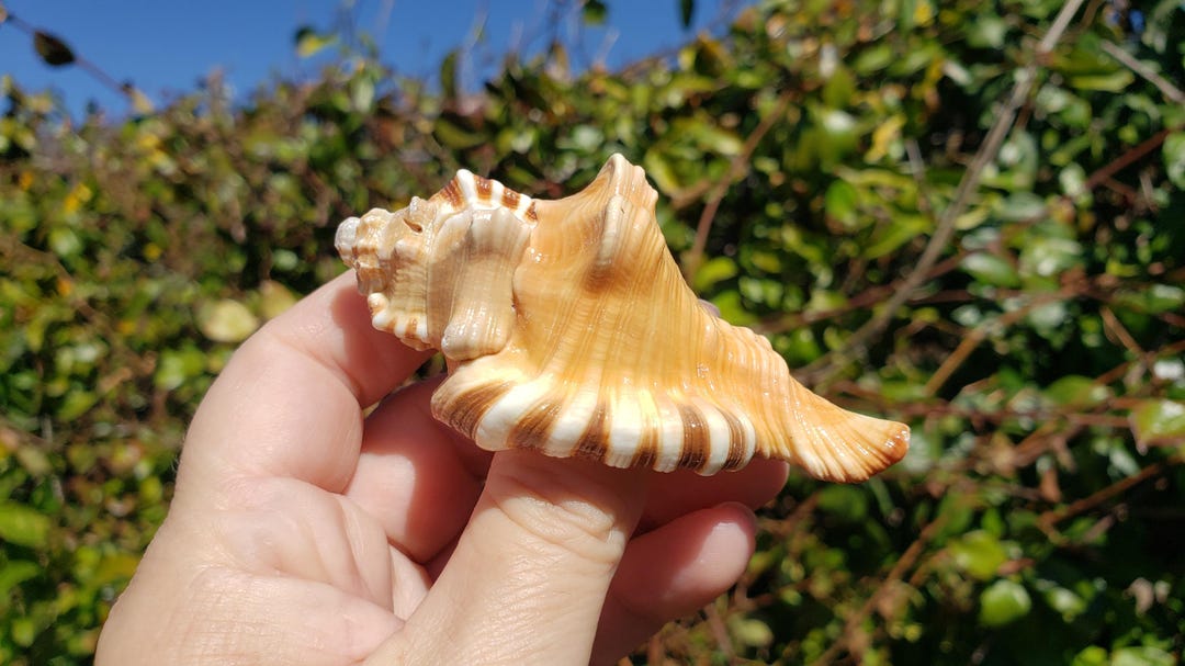 3" Perry's Triton Seashell (1 Shell) - Lotoria Perryi - Cymatium Perryi ...