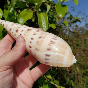 6.625" Marlinspike Auger Seashell (1 Shell) - Oxymeris Maculata ...