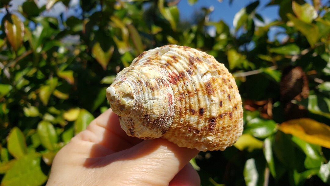 2.125 Gold-mouth Turbo Seashell 1 Shell Gold Mouth Turban Turbo ...