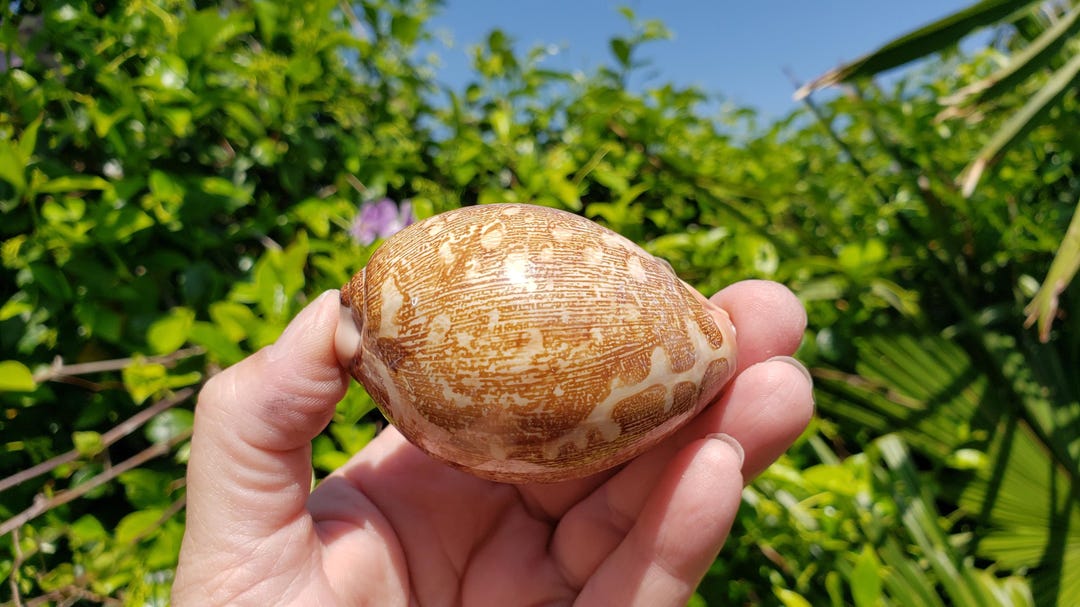 2.625" Map Cowrie Seashell (1 Shell) - Map Cowry Shell - Leporicypraea ...