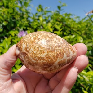 2.625" Map Cowrie Seashell (1 Shell) - Map Cowry Shell - Leporicypraea Mappa - Cypraea Mappa - Etsy