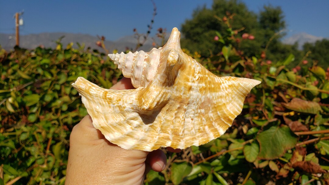 4.75 Rooster Conch Seashell 1 Shell Rooster-tail Conch Shell Aliger ...