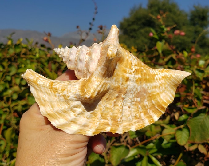 4.75" Rooster Conch Seashell (1 Shell) - Rooster-tail Conch Shell ...