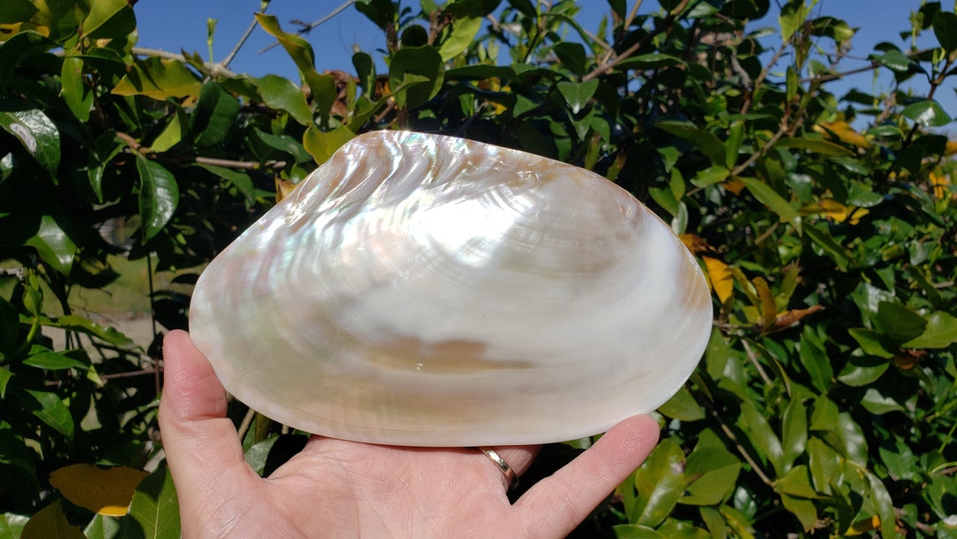 6.375" Cebu Clam Shell Pair (1 Attached Pair) - Etsy