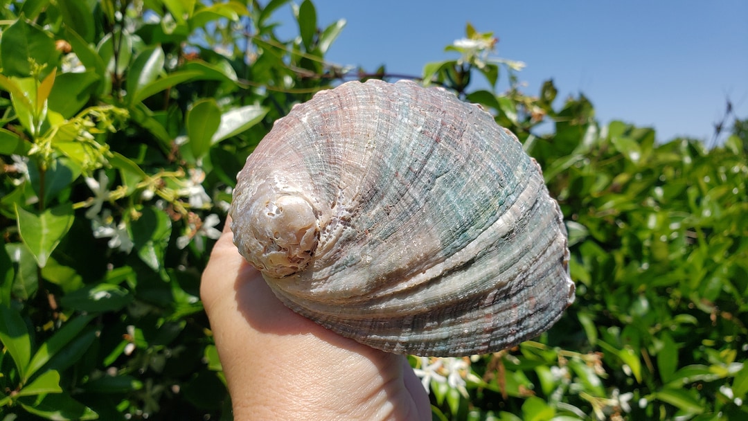 3.875" Roughback Rainbow Abalone Seashell (1 Shell) - Ruff Back Abalone ...