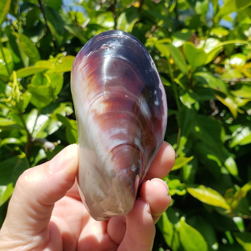 Large Mussel Shells - Etsy