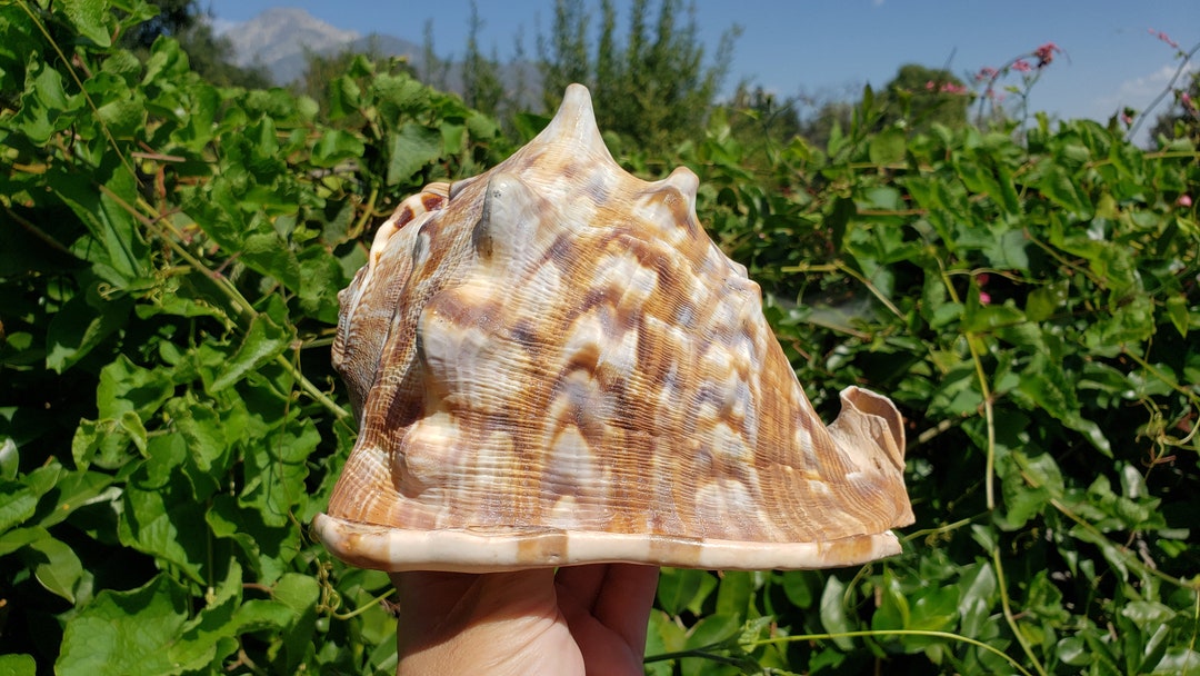 7" King Helmet Seashell (1 Shell) - Cassis Tuberosa - Etsy