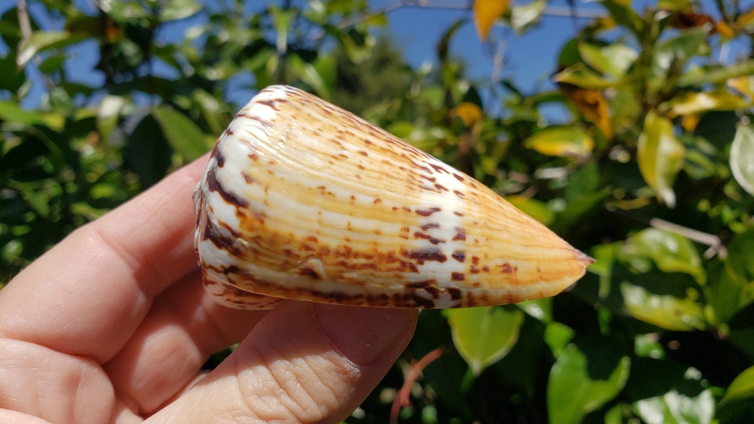 2.75 Captain Cone Seashell 1 Shell Conus Capitaneus - Etsy