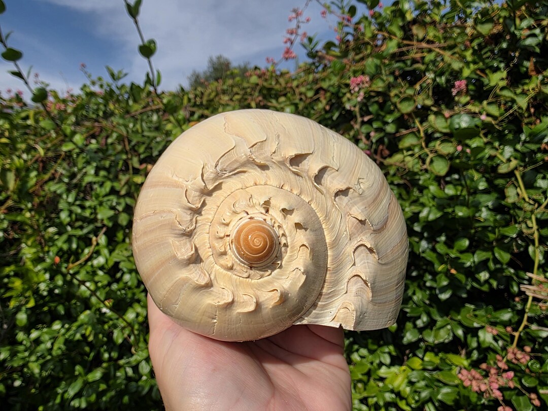 7.5" Crowned Baler Seashell (1 Shell) - Melon Diadema - Melo Diadema - Etsy