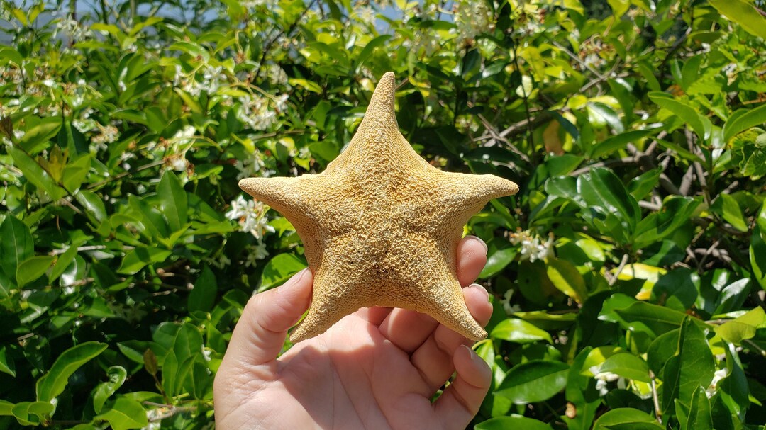 4.5" Bat Sea Star (1 Sea Star) - Patiria Miniata - Sea Bat - Webbed ...