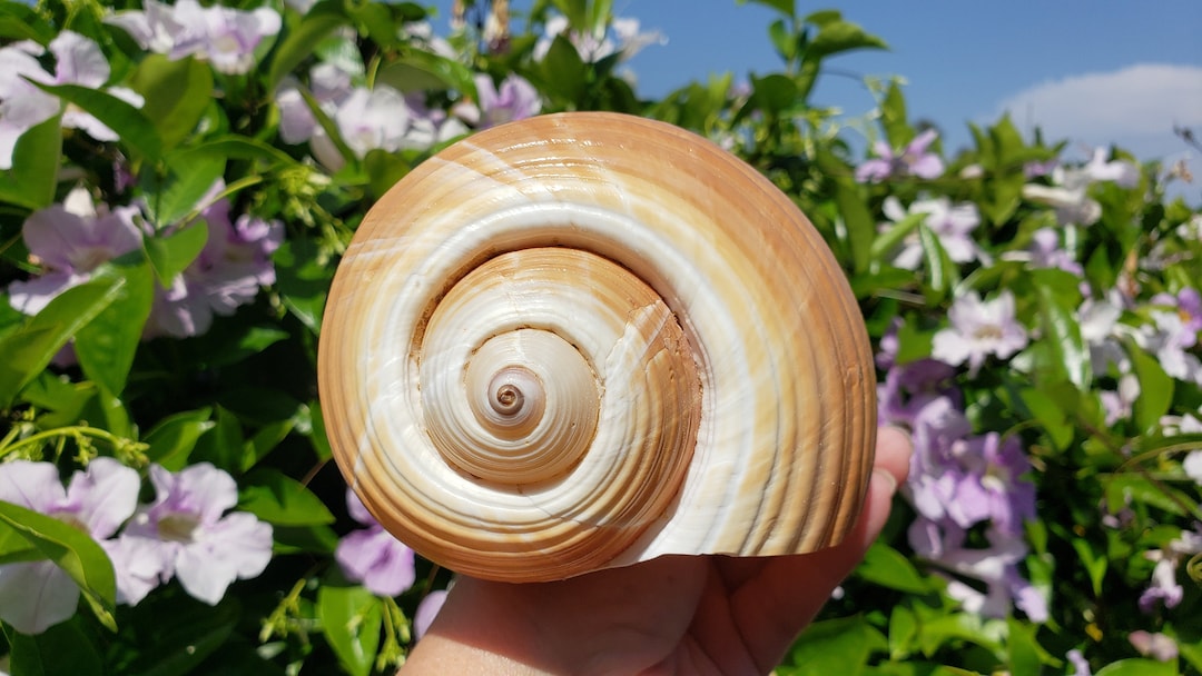 5 Giant Tun Seashell 1 Shell Tonna Galea Tonna Oleria - Etsy