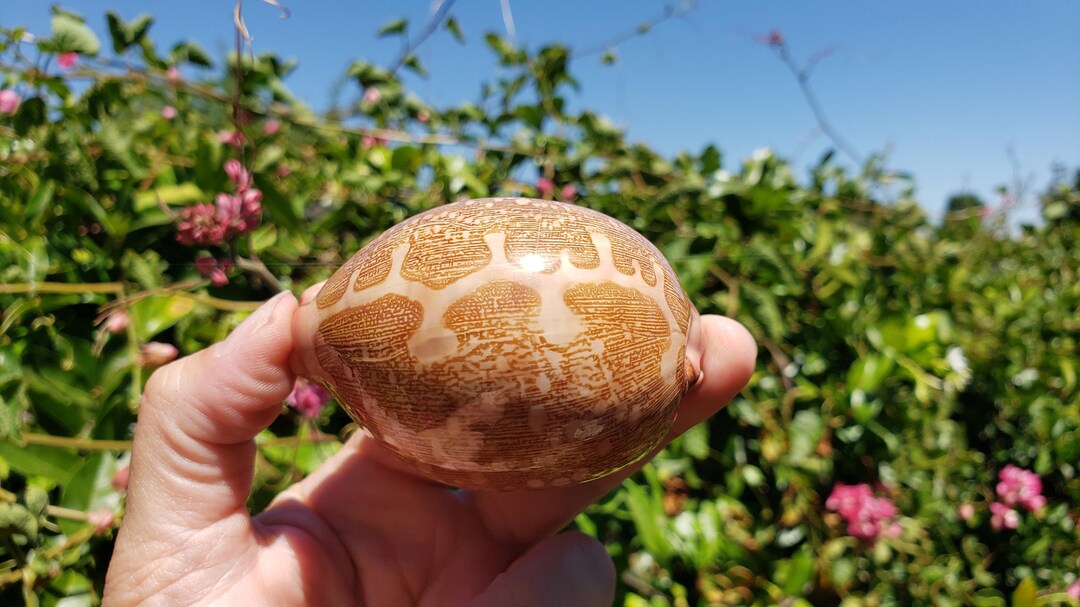 2.875" Map Cowrie Seashell (1 Shell) - Map Cowry Shell - Leporicypraea ...