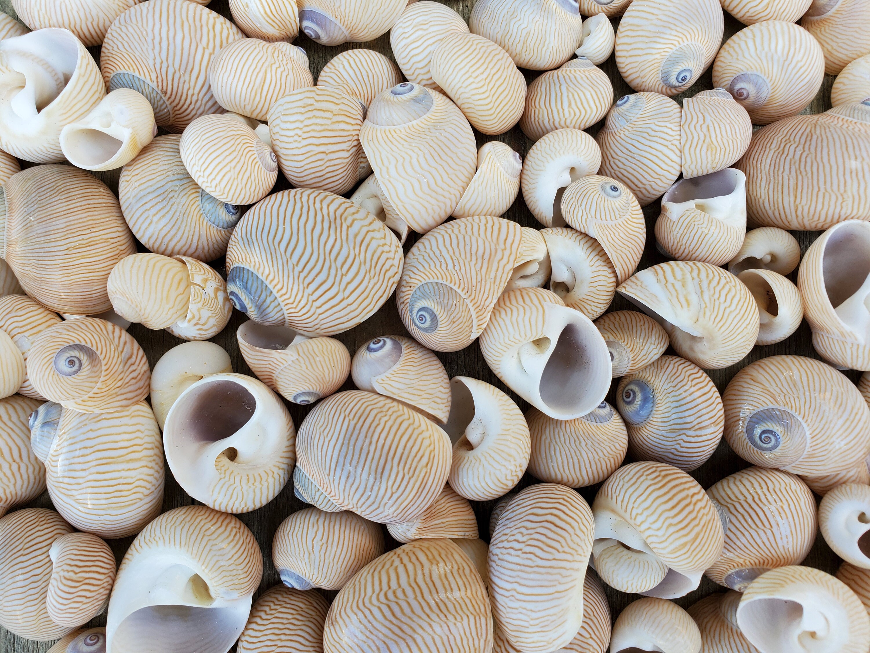 1-1.5 Lined Moon Snail Seashells 5 Shells Nautica | Etsy