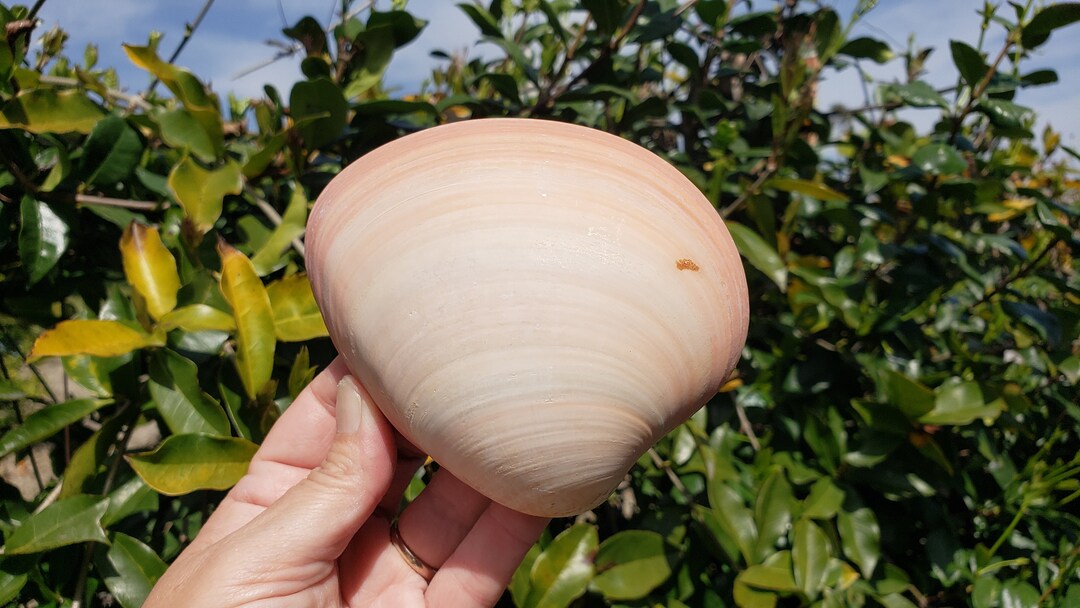 4.25 Quahog Clam Seashell 1 Half Shell/single - Etsy