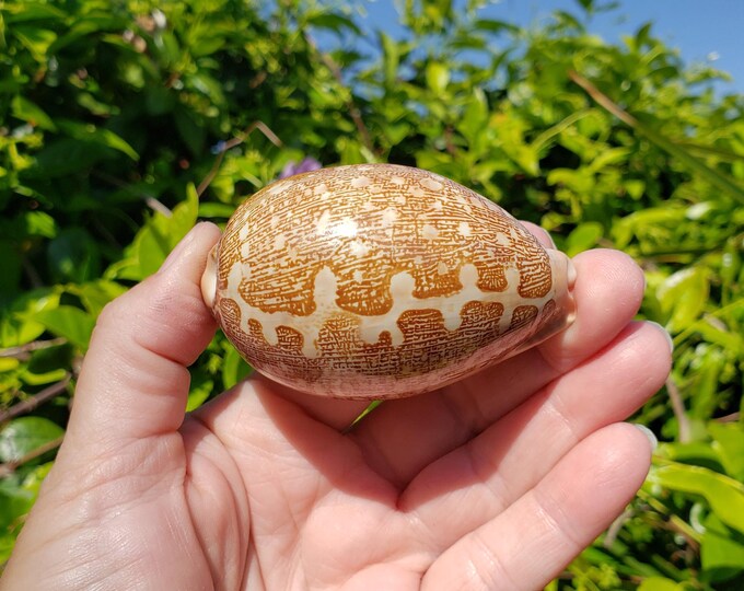 2.75" Map Cowrie Seashell (1 Shell) - Map Cowry Shell - Leporicypraea ...