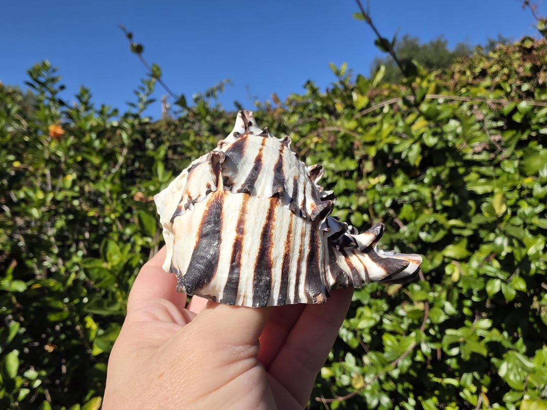 3.875" Black Murex Seashell (1 Shell) - Black and White Murex ...