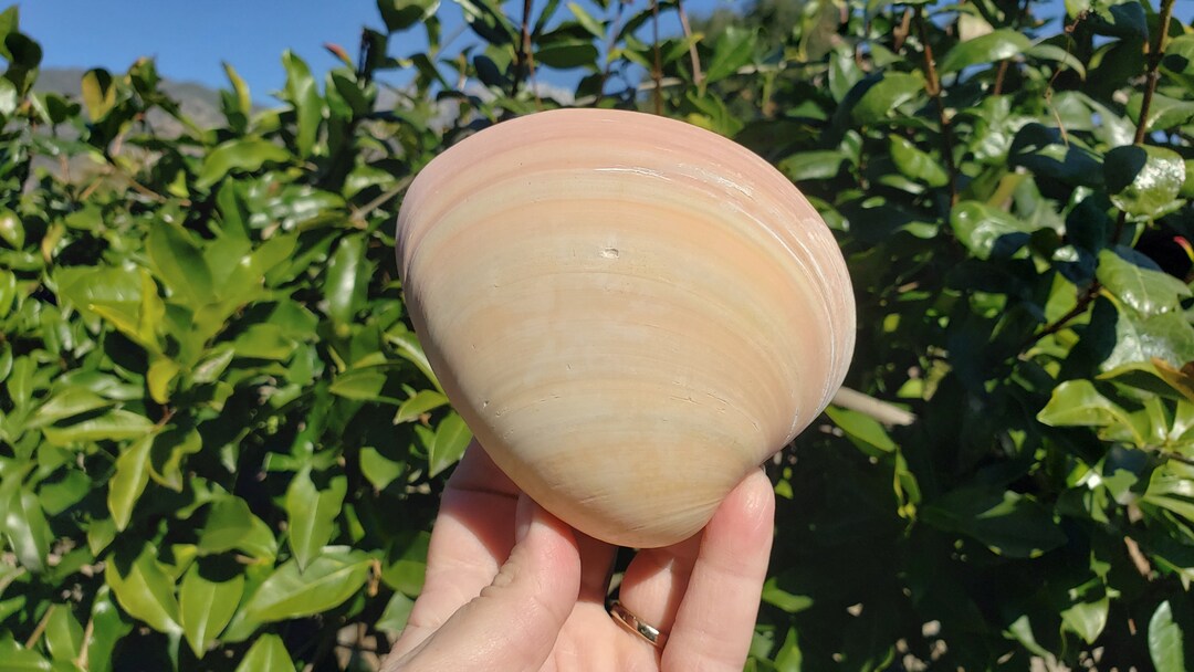 4" Quahog Clam Seashell (1 Half Shell/single) - Etsy