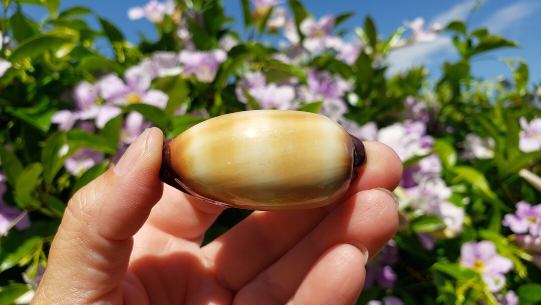 2.125 Mole Cowrie Seashell 1 Shell Chocolate Banded Cowry Shell ...