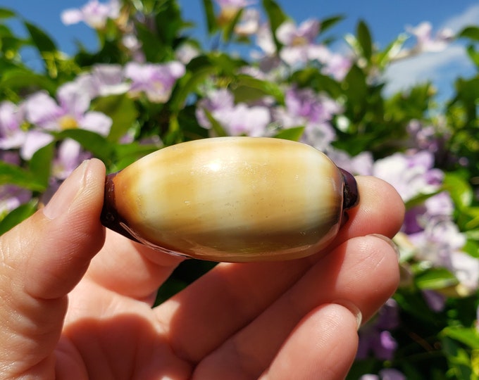 2.125" Mole Cowrie Seashell (1 Shell) - Chocolate Banded Cowry Shell ...