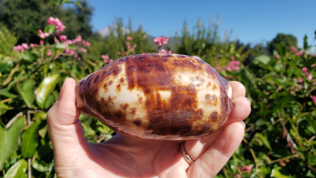 4 Tortoise Cowrie Seashell 1 Shell Chelycypraea - Etsy