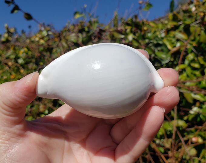 3.25" Egg Cowrie Seashell (1 Shell) - Ovula Ovum - Etsy