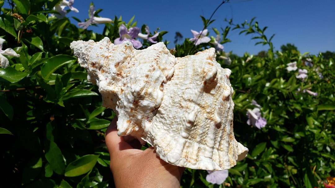 8.25" Giant Frog Seashell (1 Shell) - Tutufa Bubo - Bursa Bubo - Bursa ...