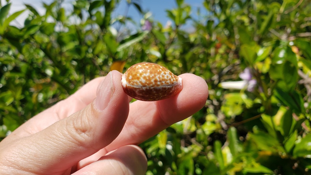 1" Honey Cowrie Seashell (1 Shell) - Naria Helvola - Cypraea Helvola - Etsy