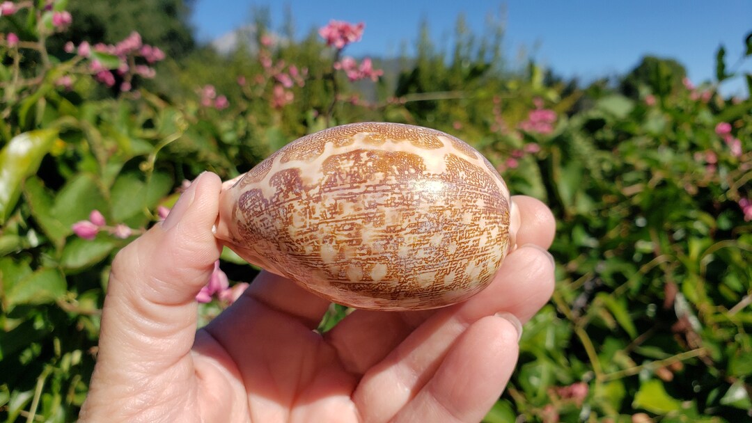2.625 Map Cowrie Seashell 1 Shell Map Cowry Shell Leporicypraea Mappa ...