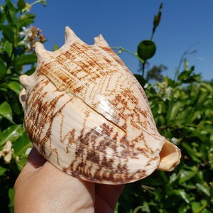 6 Imperial Volute Seashell 1 Shell Cymbiola Imperialis - Etsy