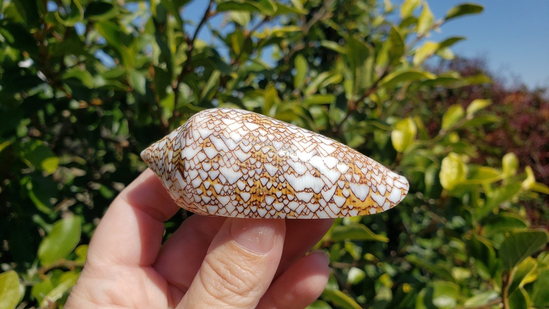 3.125 Textile Cone Seashell 1 Shell Cloth of Gold - Etsy