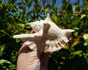 Strombus Gallus Rooster Conch Shell 45 1 Shell - Etsy
