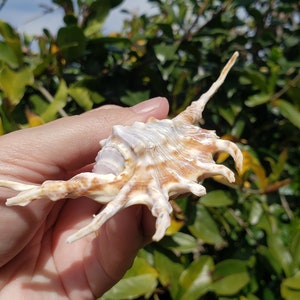 4.375 Scorpion Spider Conch Seashell 1 Shell - Etsy