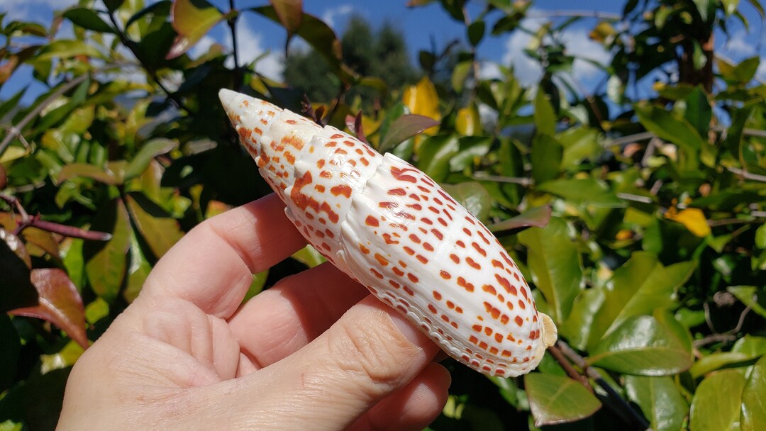 3.875 Papal Miter Seashell 1 Shell Pontifical Miter Mitra Papalis - Etsy