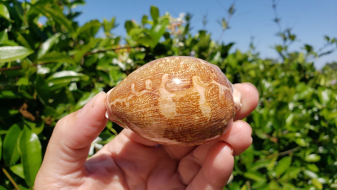 2.5 Map Cowrie Seashell 1 Shell Map Cowry Shell Leporicypraea Mappa ...