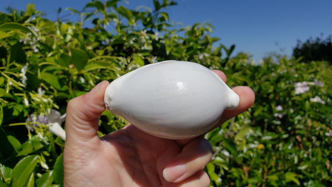 3.25" Egg Cowrie Seashell (1 Shell) - Ovula Ovum - Etsy