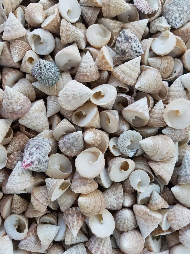 Natural Top Seashells 25 Shells Trochus Troca Shells - Etsy
