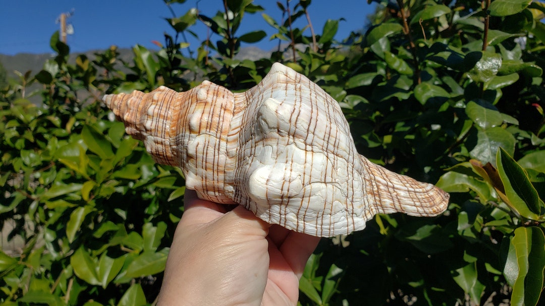 7.625 Striped Fox Seashell 1 Shell Striped Fox Horse Conch Pleuroploca ...
