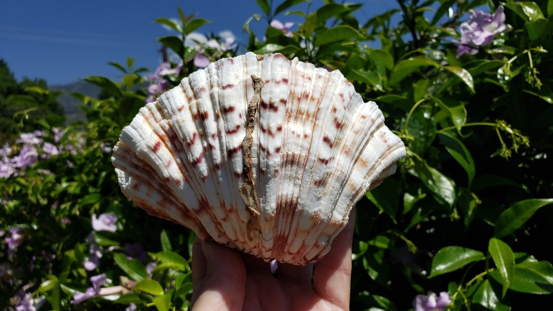 5.625" Bear Paw Clam Seashell (1 Half Shell/single) - Hippopus Hippopus ...
