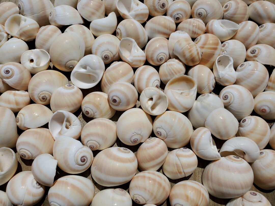 1-1.5" Natica Vitellus Moon Snail Seashells (5 Shells) - Craft Shells ...