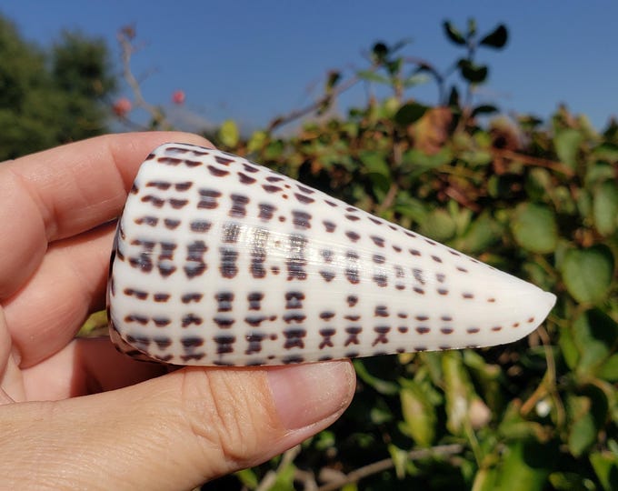 3.25" Leopard Cone Seashell (1 Shell) - Conus Leopardus - Etsy