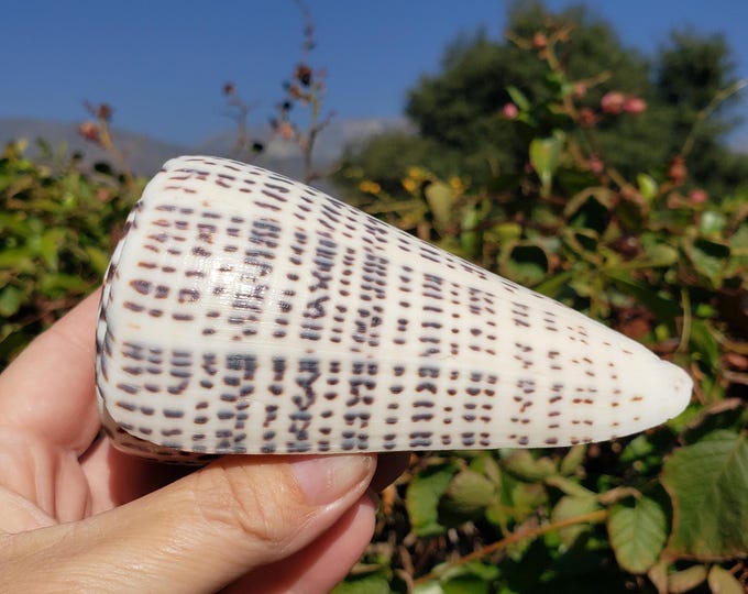 4.5" Leopard Cone Seashell (1 Shell) - Conus Leopardus - Etsy