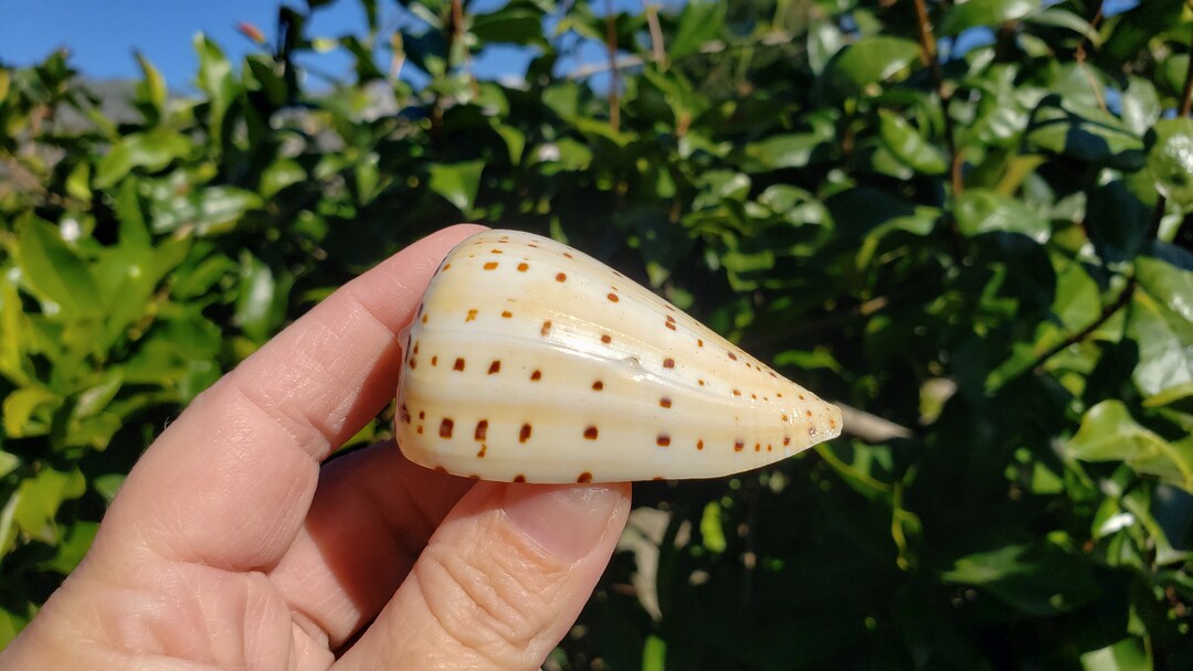 2.25 Beech Cone Seashell 1 Shell Conus Betulinus - Etsy
