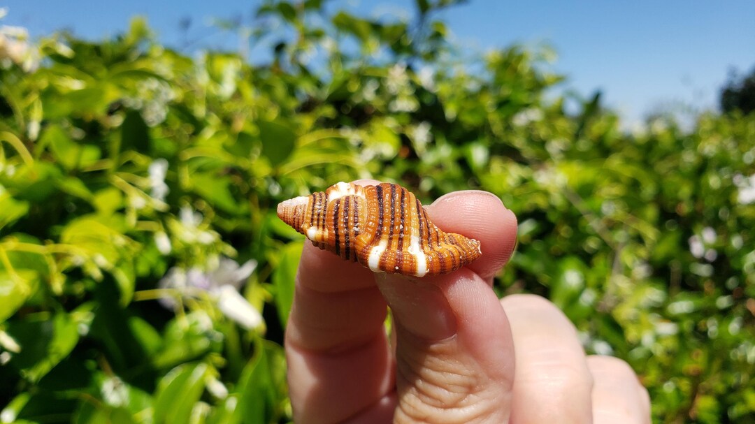 1.125" Black Striped Triton Seashell (1 Shell) - Septa Hepatica ...