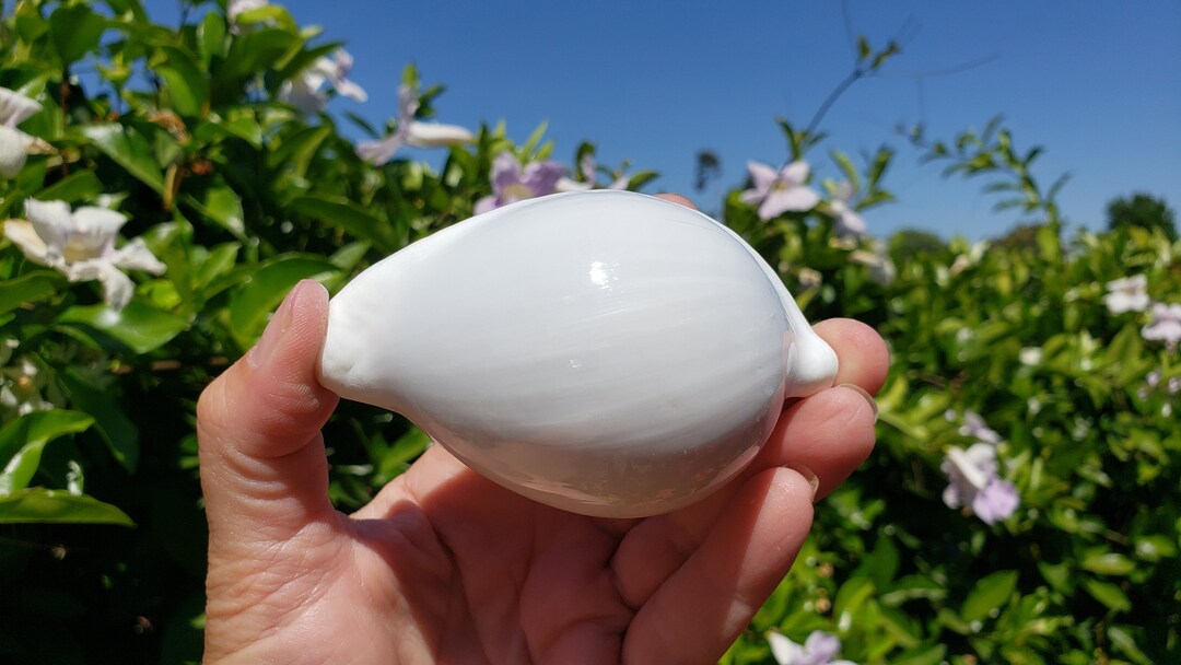 3.5 Egg Cowrie Seashell 1 Shell Ovula Ovum - Etsy