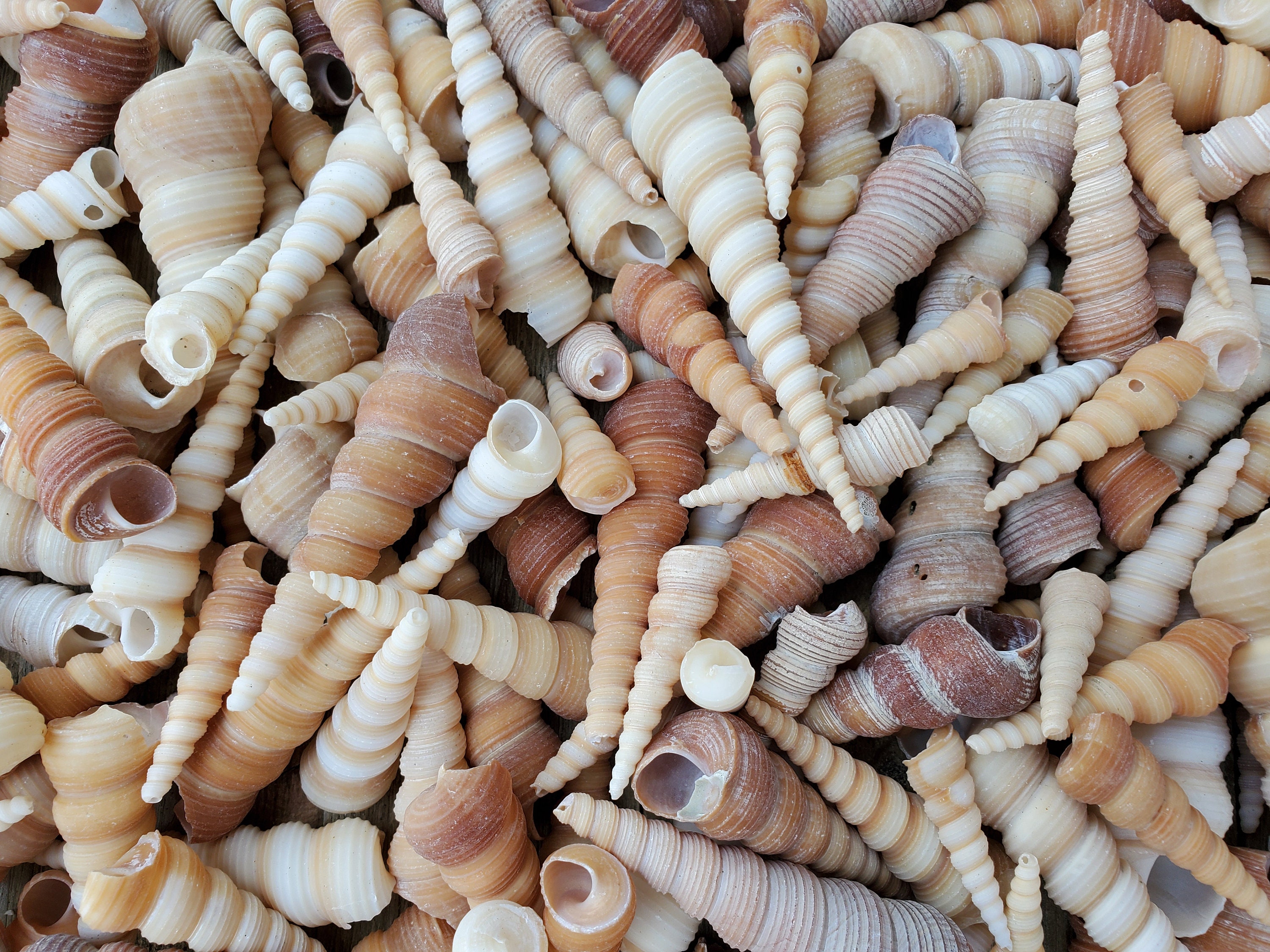 1.5-3 Brown Turritella Seashells 10 Shells - Etsy UK