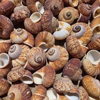 Sharks Eye Moon Snail Shells - Etsy