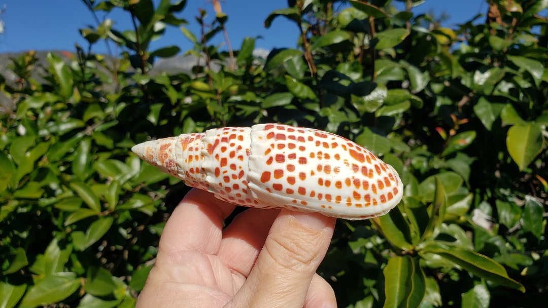 3.875 Papal Miter Seashell 1 Shell Pontifical Miter Mitra Papalis - Etsy