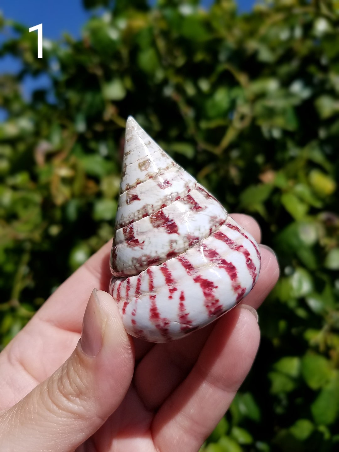 Polished Troca Maculata Seashell 1 Shell Strawberry Troca Shell 2 - Etsy